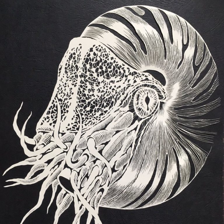 【Papercut art】Nautilus | Kiriken Masayo